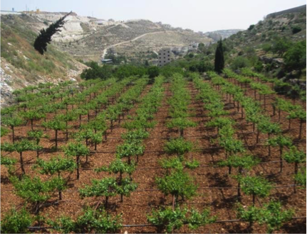 Planting Trees To Challenge Israeli Occupation – Radical Ecological ...